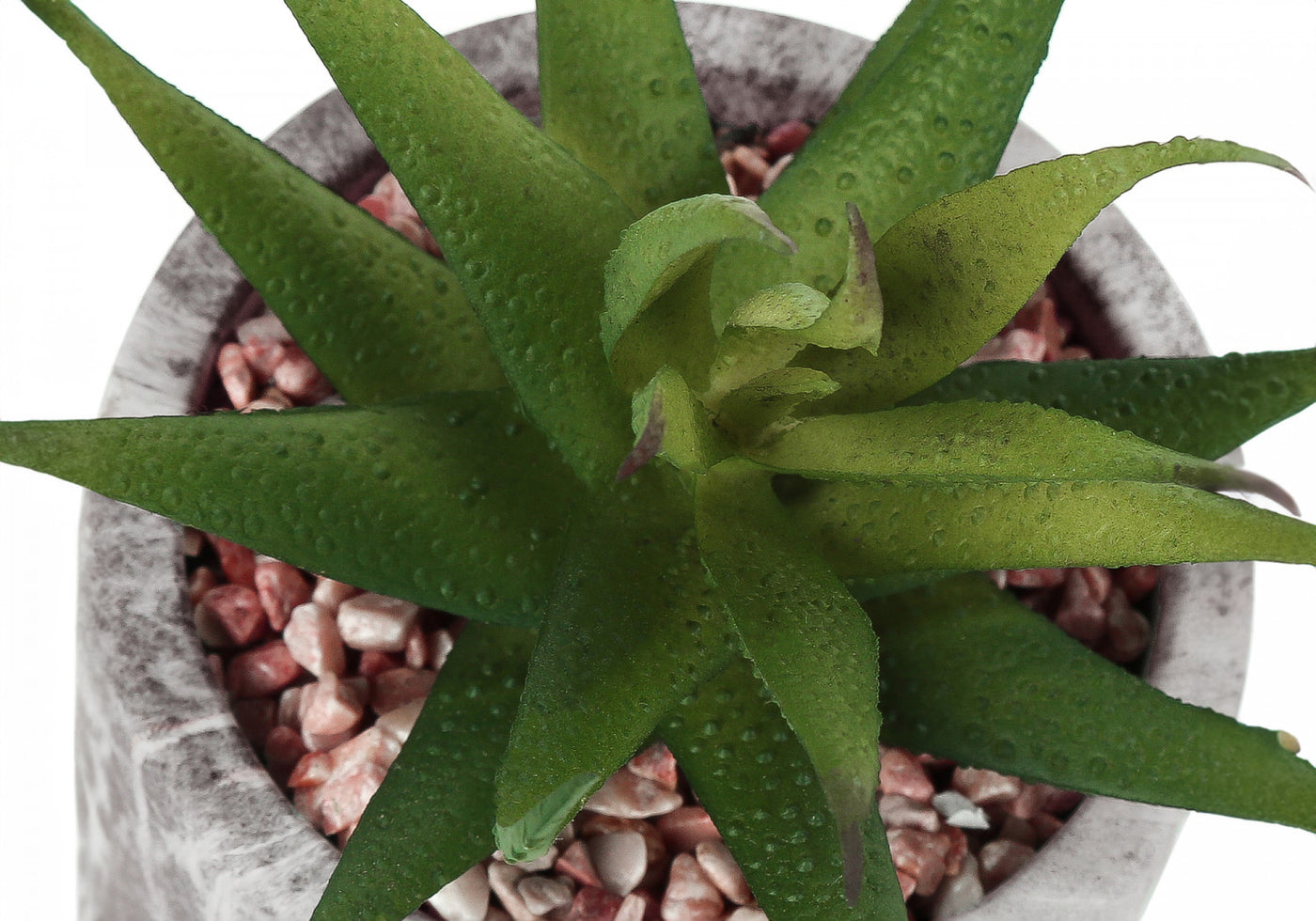 7" Succulent Plant With 4" Marble-look Pot - Green - Set Of Two | Leon's